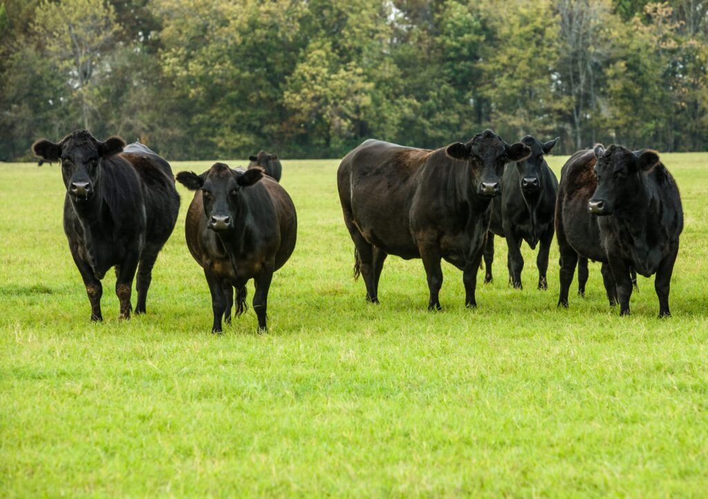 Livestock Insurance - United Producers