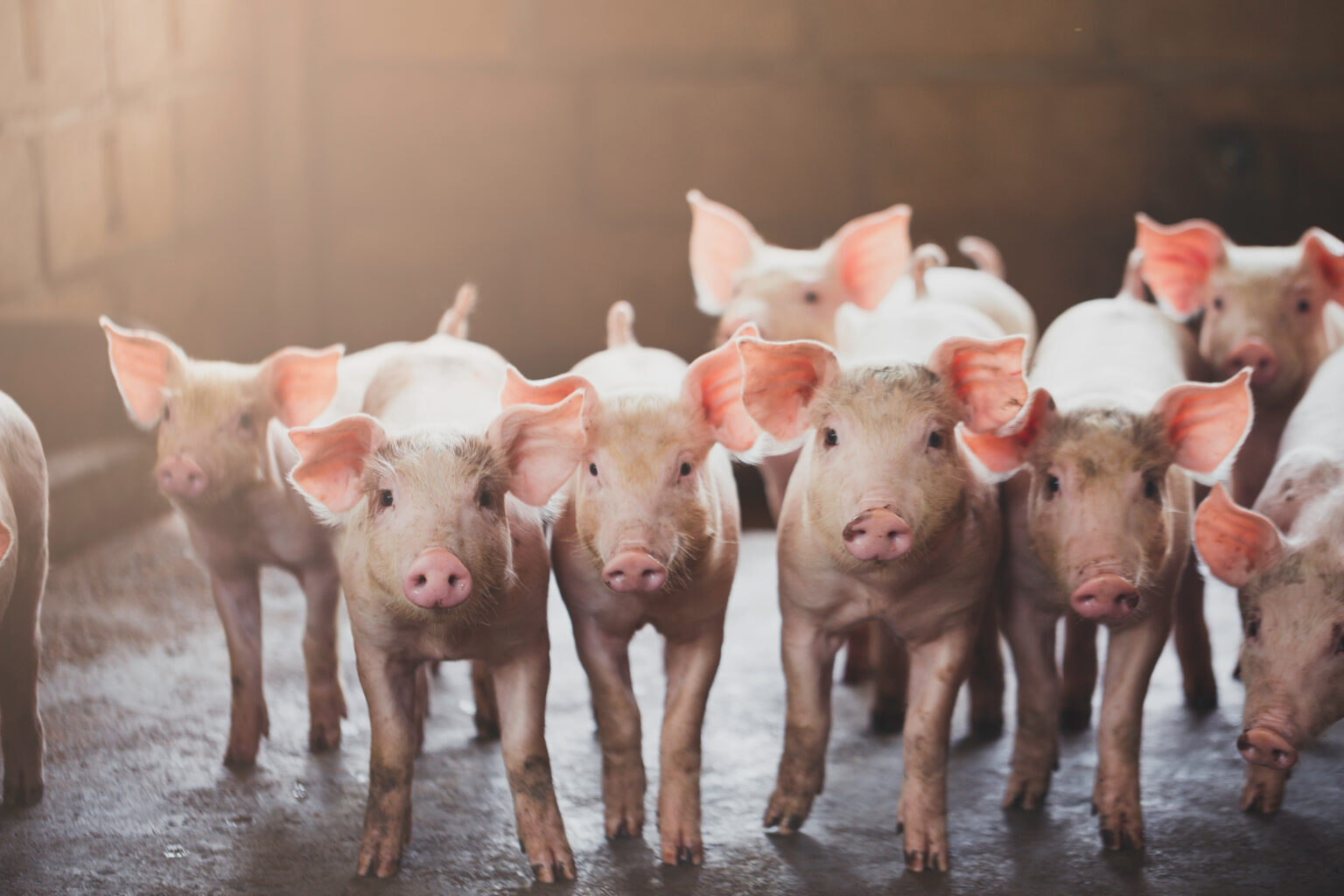 Swine Marketing - United Producers
