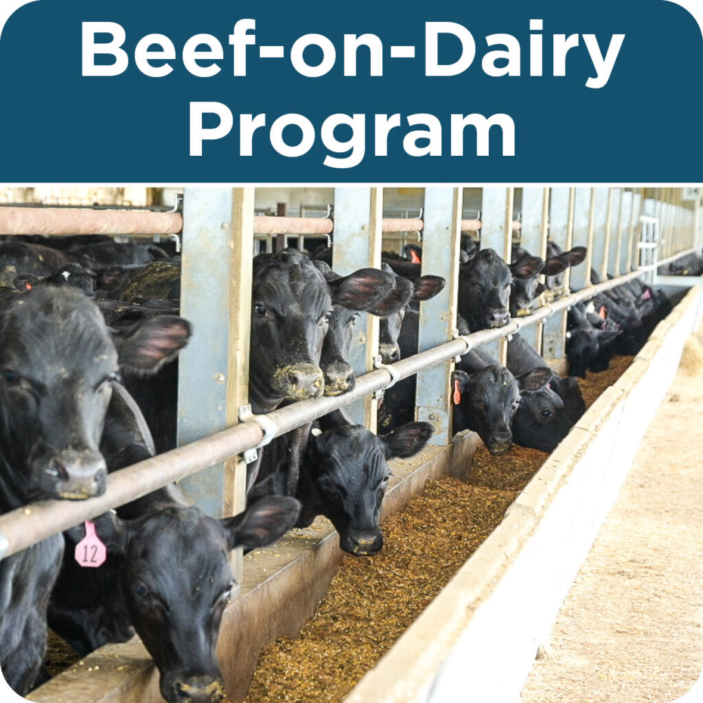 Cattle Marketing - United Producers