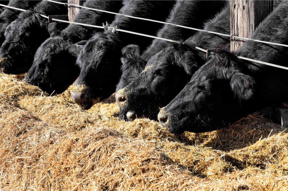 JBS Announces Closure of Beef Packing Plant in Souderton, PA - United ...